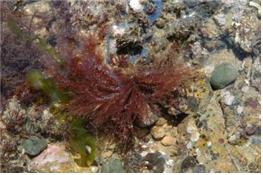 “국내 해양생물에 ‘우리말 이름’을 지어주세요”