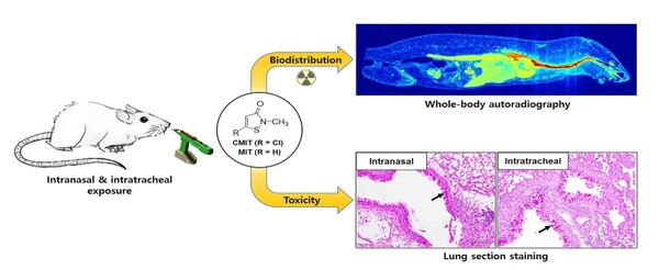 “방사성 추적자로 CMIT/MIT 폐 도달 규명”