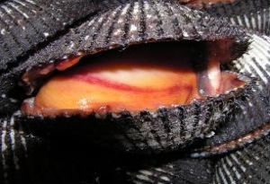 패류독소(shellfish-poison, 貝類毒素)